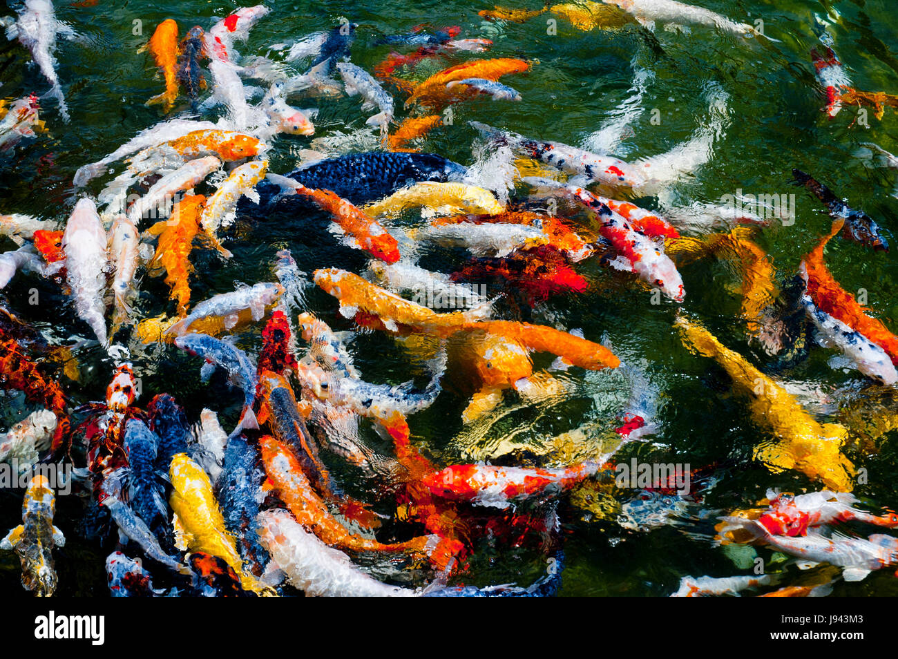 asia, fish, fresh water, pond, water, japan, asian, carp, blue, travel ...
