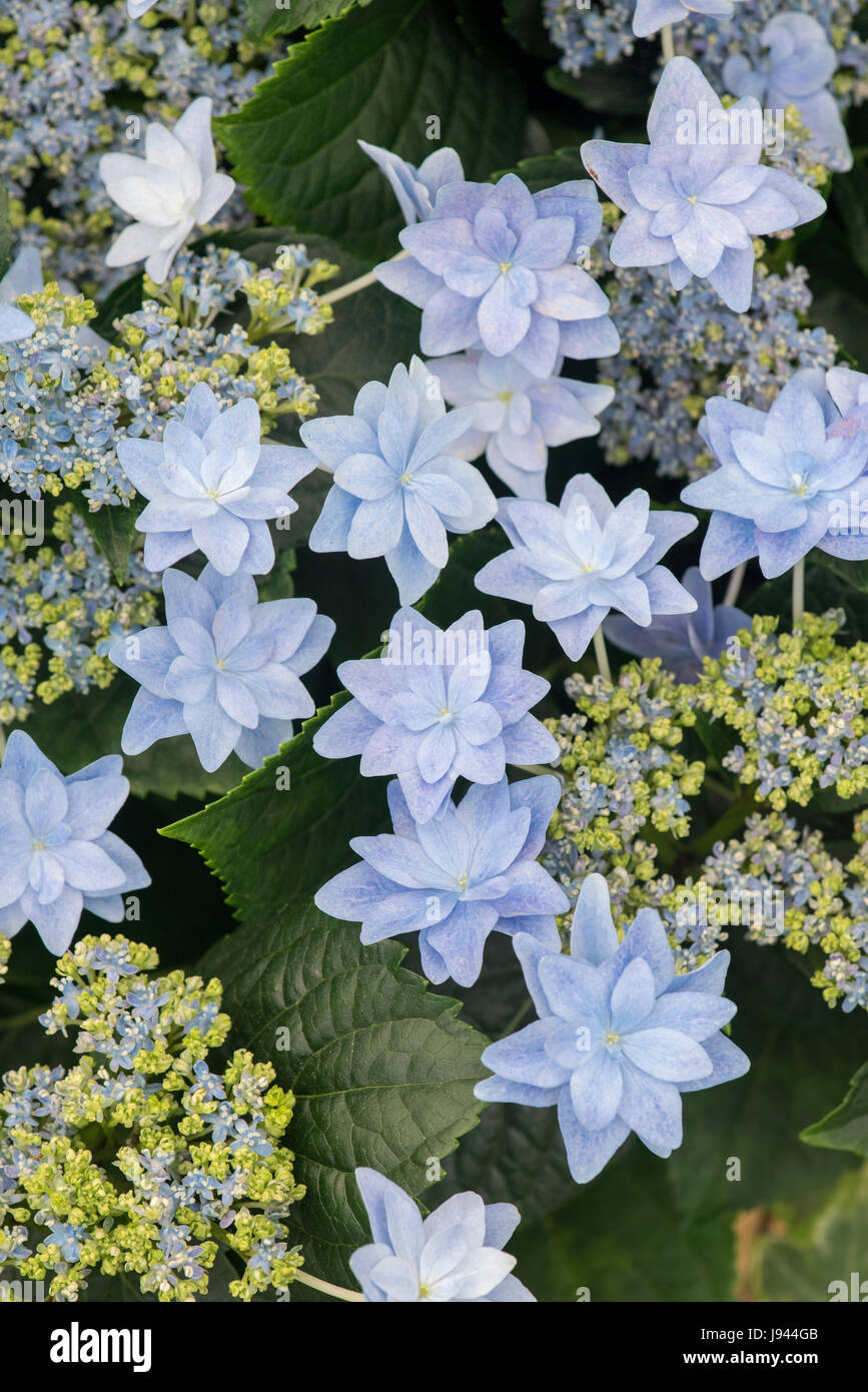 Hydrangea macrophylla 'Fireworks Blue' Stock Photo - Alamy