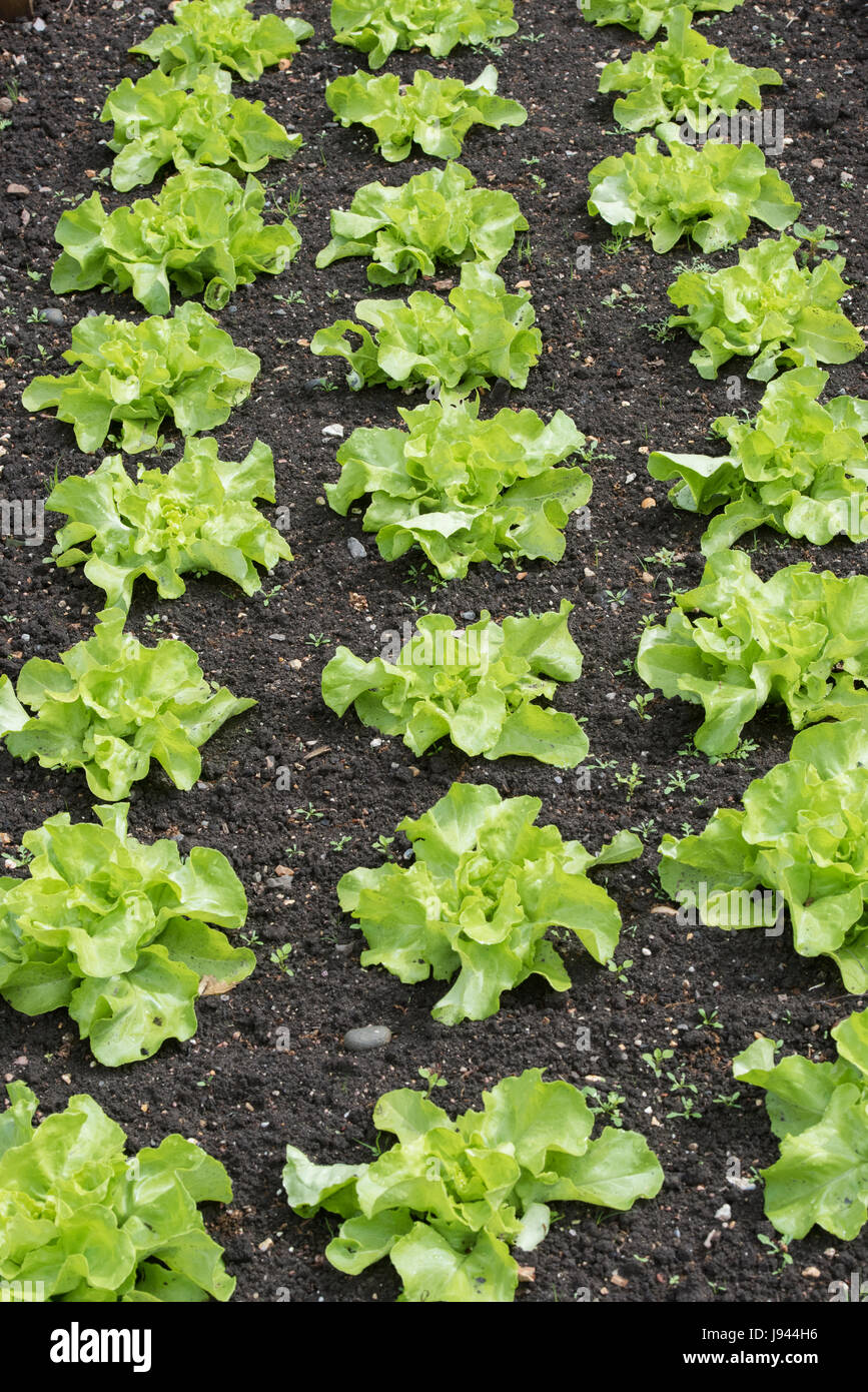 Young Lettuce 'Clarion' plants in rows in a vegetable garden. May. UK ...