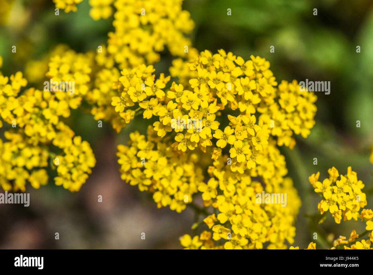 Yellow flower blooming in a garden, spring time Stock Photo - Alamy