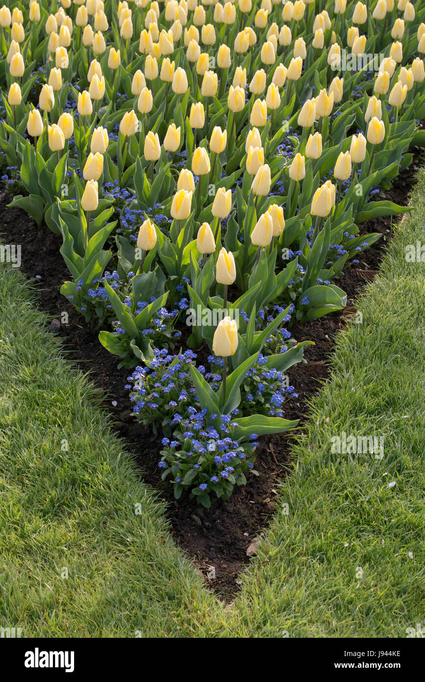 Tulip sunny prince hi-res stock photography and images - Alamy