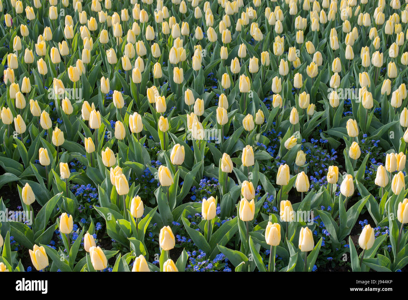 Tulipa and Myosotis sylvatica ‘Bluesylva’. Tulip ‘Sunny prince’ and ...