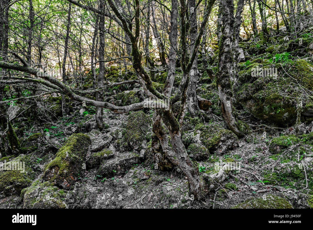 Natural spring on slope hi-res stock photography and images - Alamy