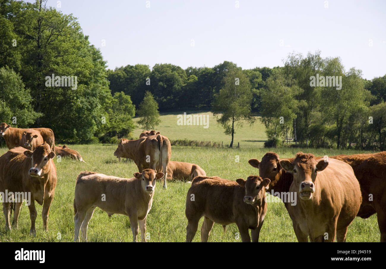 animal, photo, camera, sight, view, outlook, perspective, vista ...