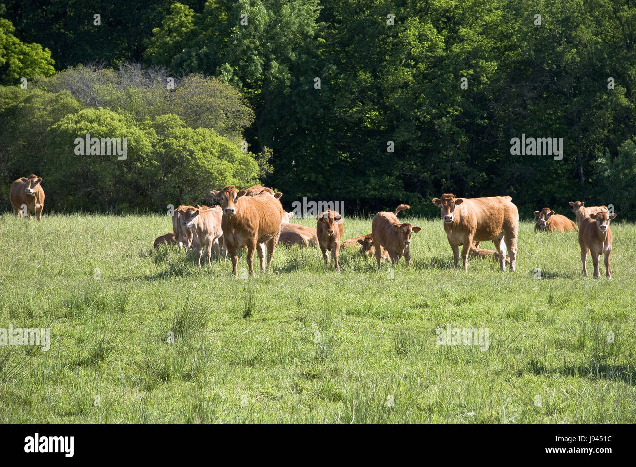 animal, photo, camera, sight, view, outlook, perspective, vista ...