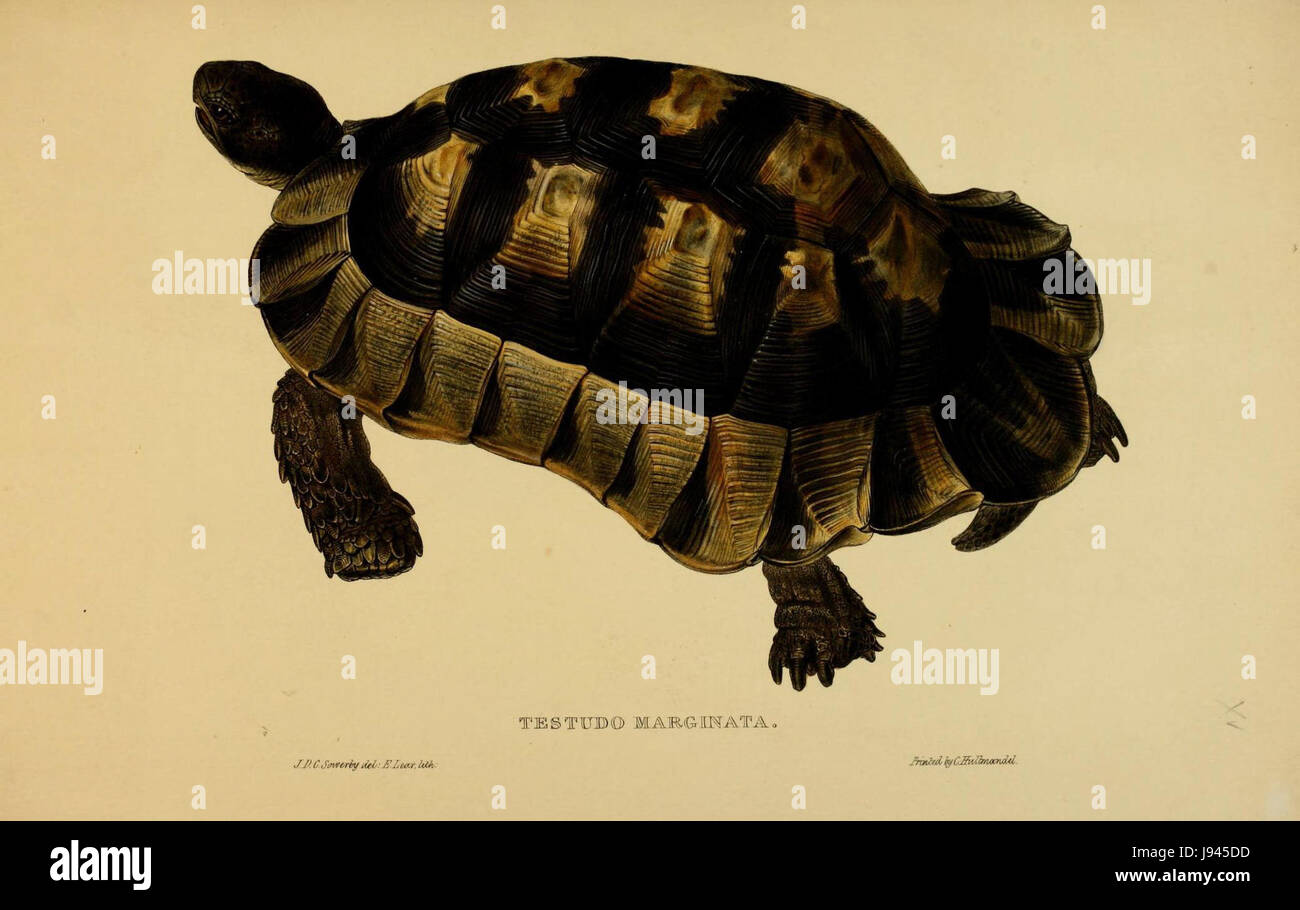 N152 refers to a historical specimen of the testudo marginata, studied ...