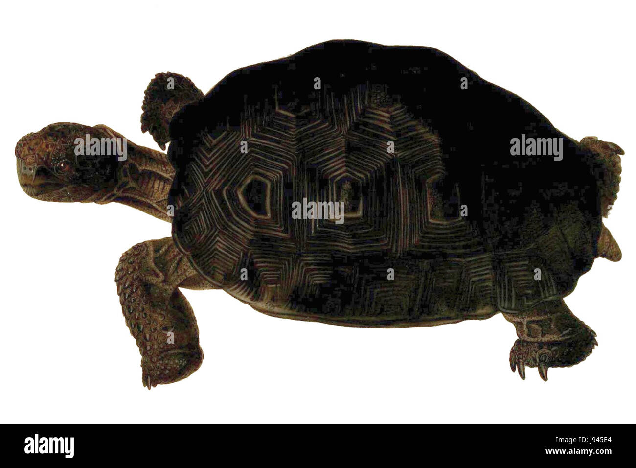 The 1872 work by Sowerby and Lear includes detailed depictions of ...