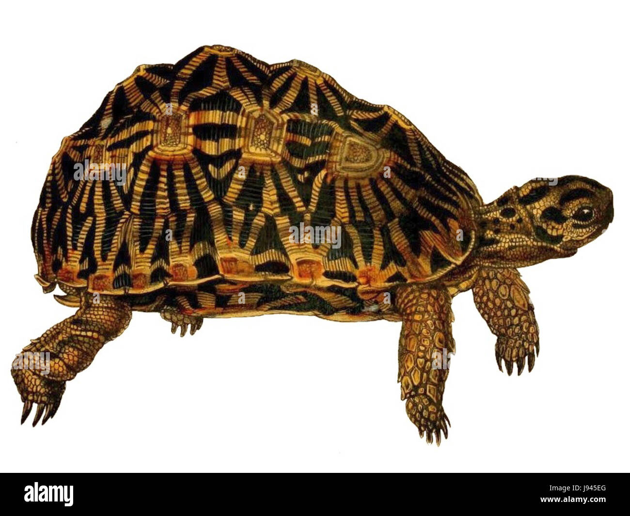 Psammobates geometricus, also known as the Geometric Tortoise, is a ...