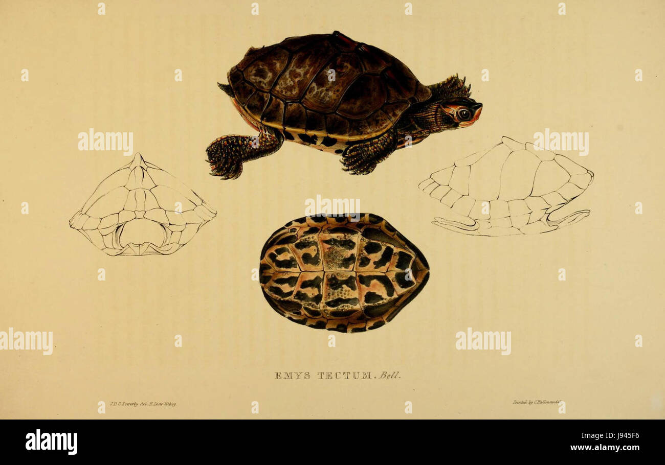 An illustration of the Indian Star Tortoise (*Geochelone elegans ...
