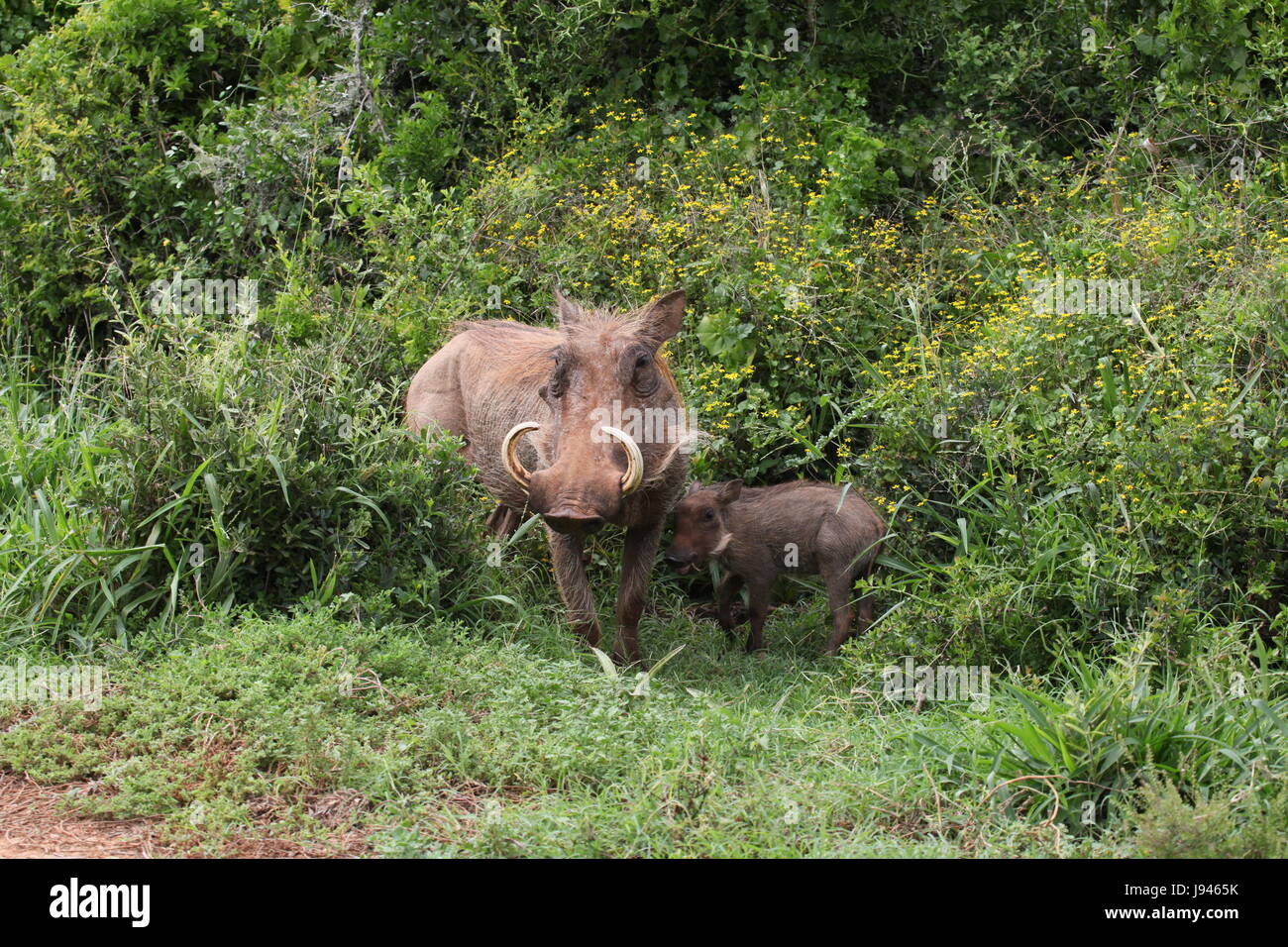 mammal, south africa, young of a wild boar, piglet, cutter, warthog ...