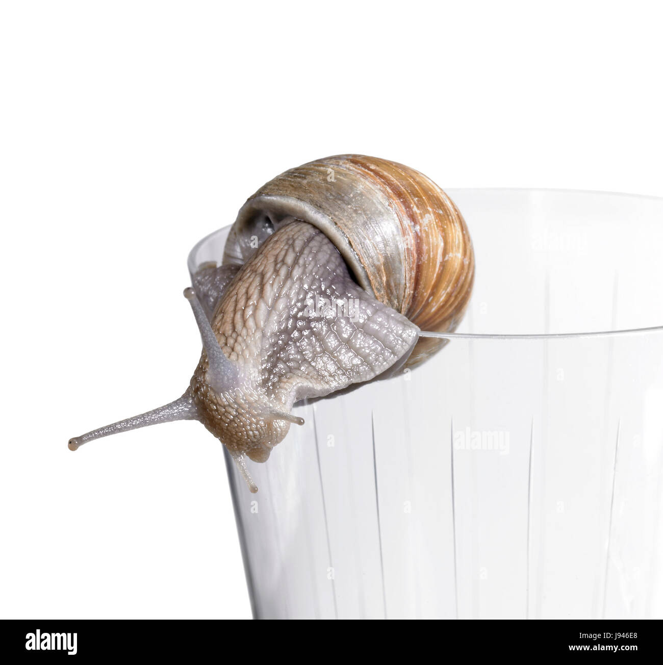 grapevine snail on drinking glass Stock Photo - Alamy