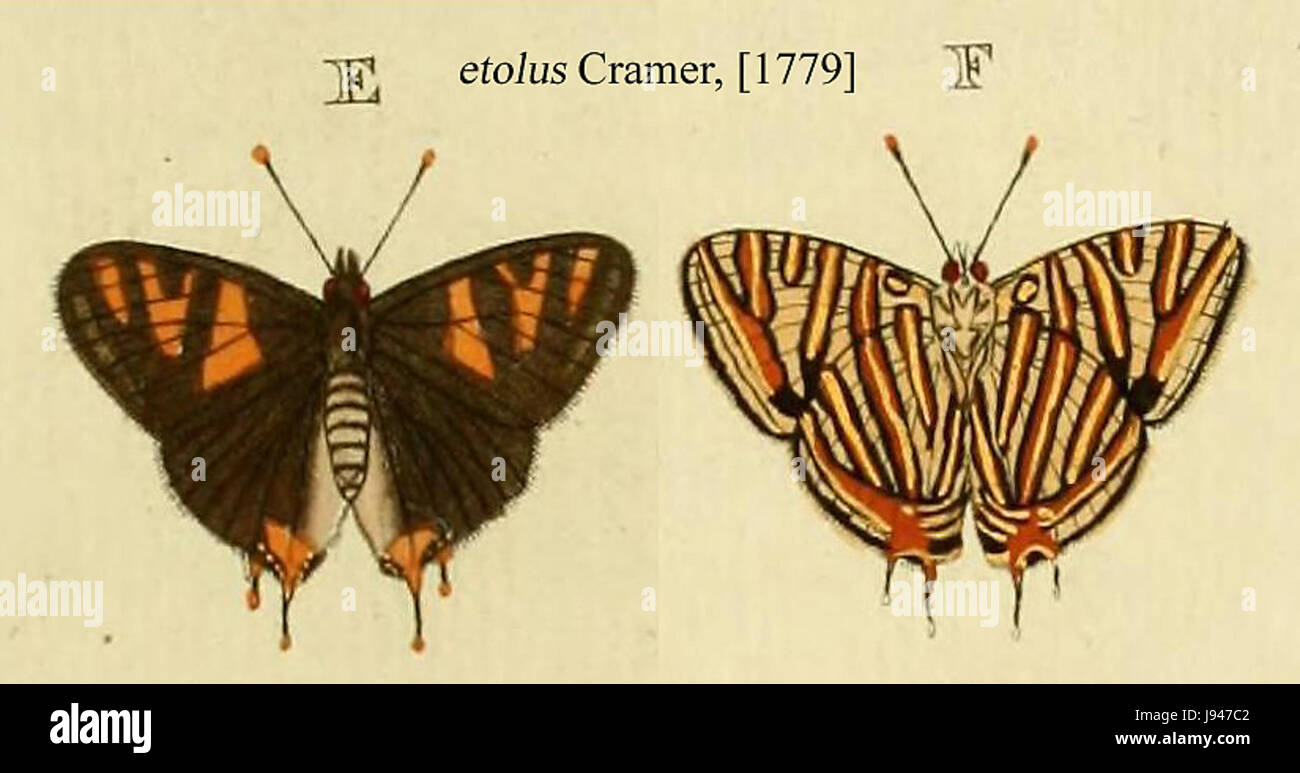 A butterfly species, Papilio etolus, depicted in an illustration from ...