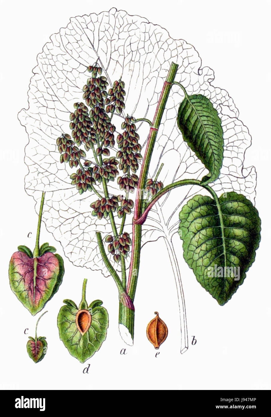 Species might thrive Cut Out Stock Images & Pictures - Alamy