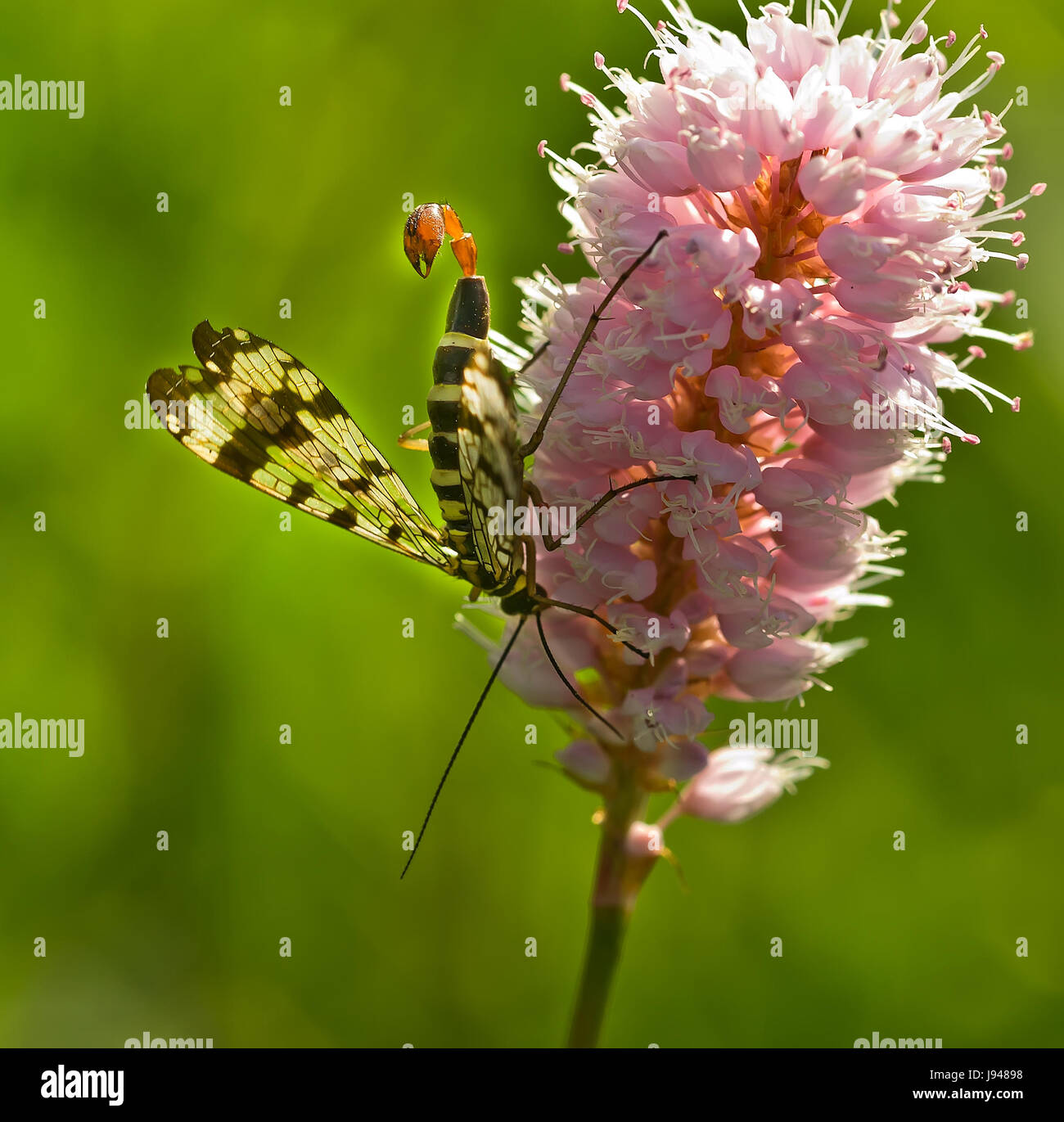 environment, enviroment, insect, fly, nature, environment, enviroment ...