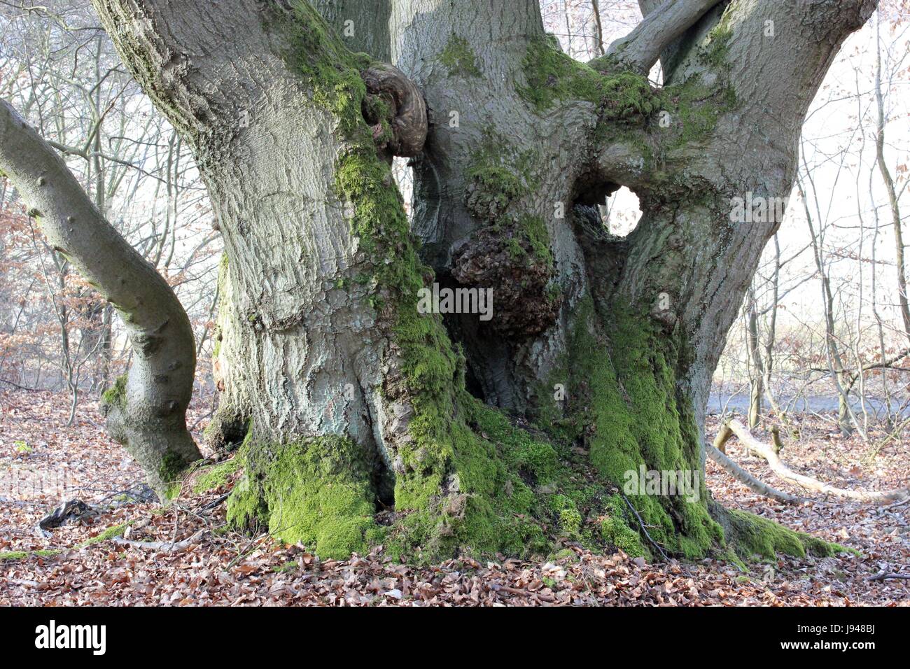 Natural monument hollow tree hi-res stock photography and images - Alamy