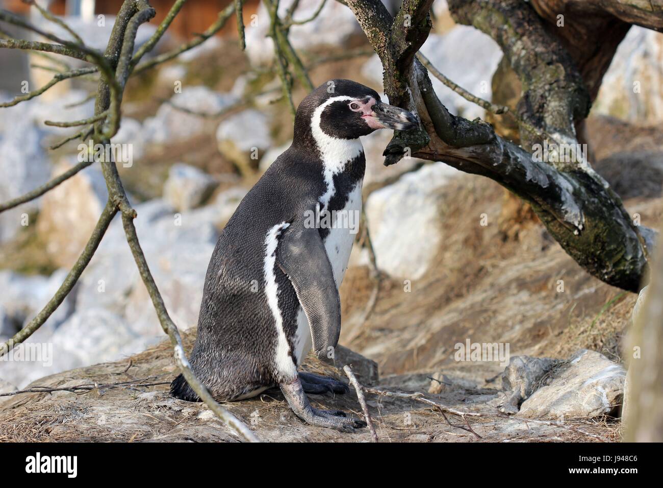 tree, bird, birds, zoo, branches, penguin, spring, stones ...