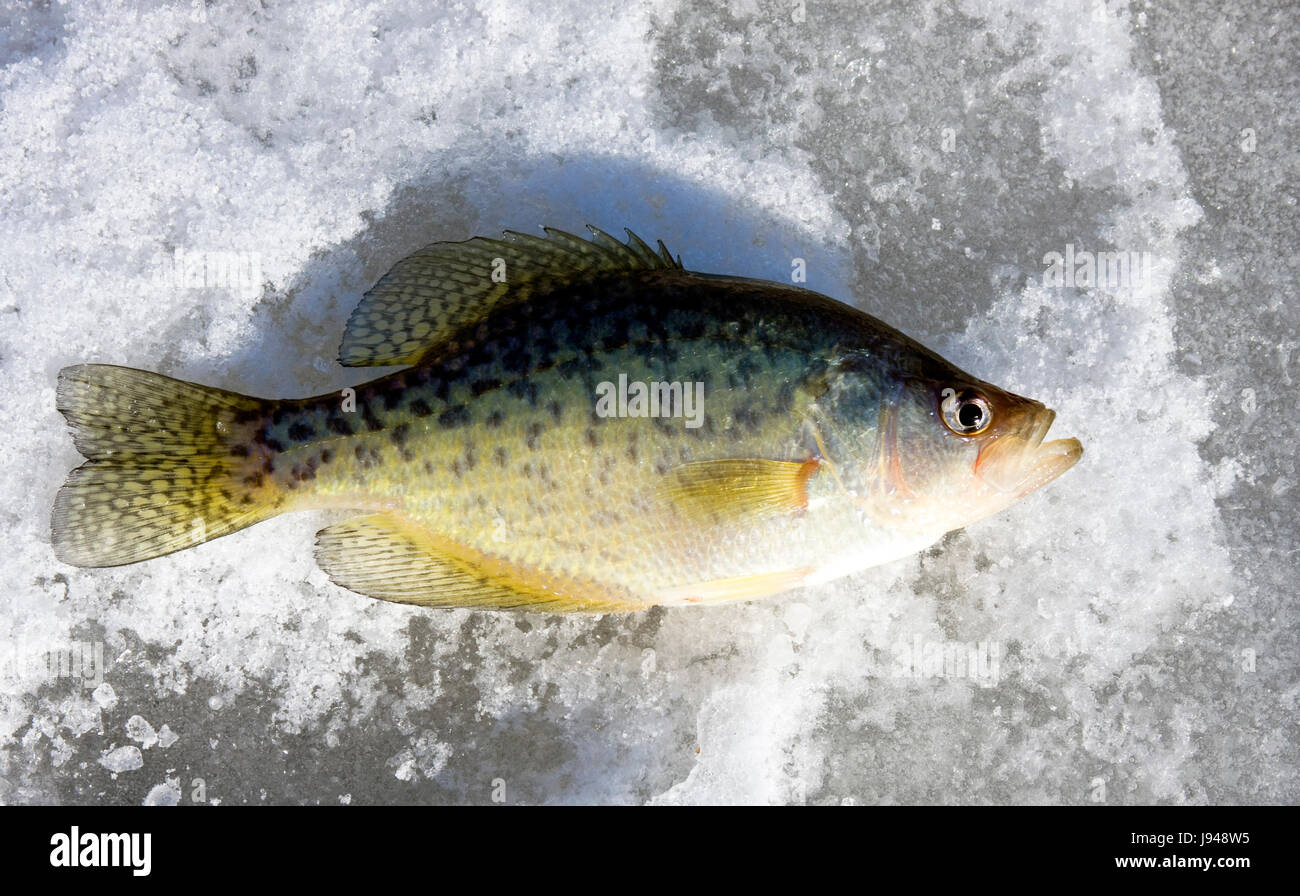 winter, cold, fish, frozen, fishing, catch, ice, winter, cold, snow ...
