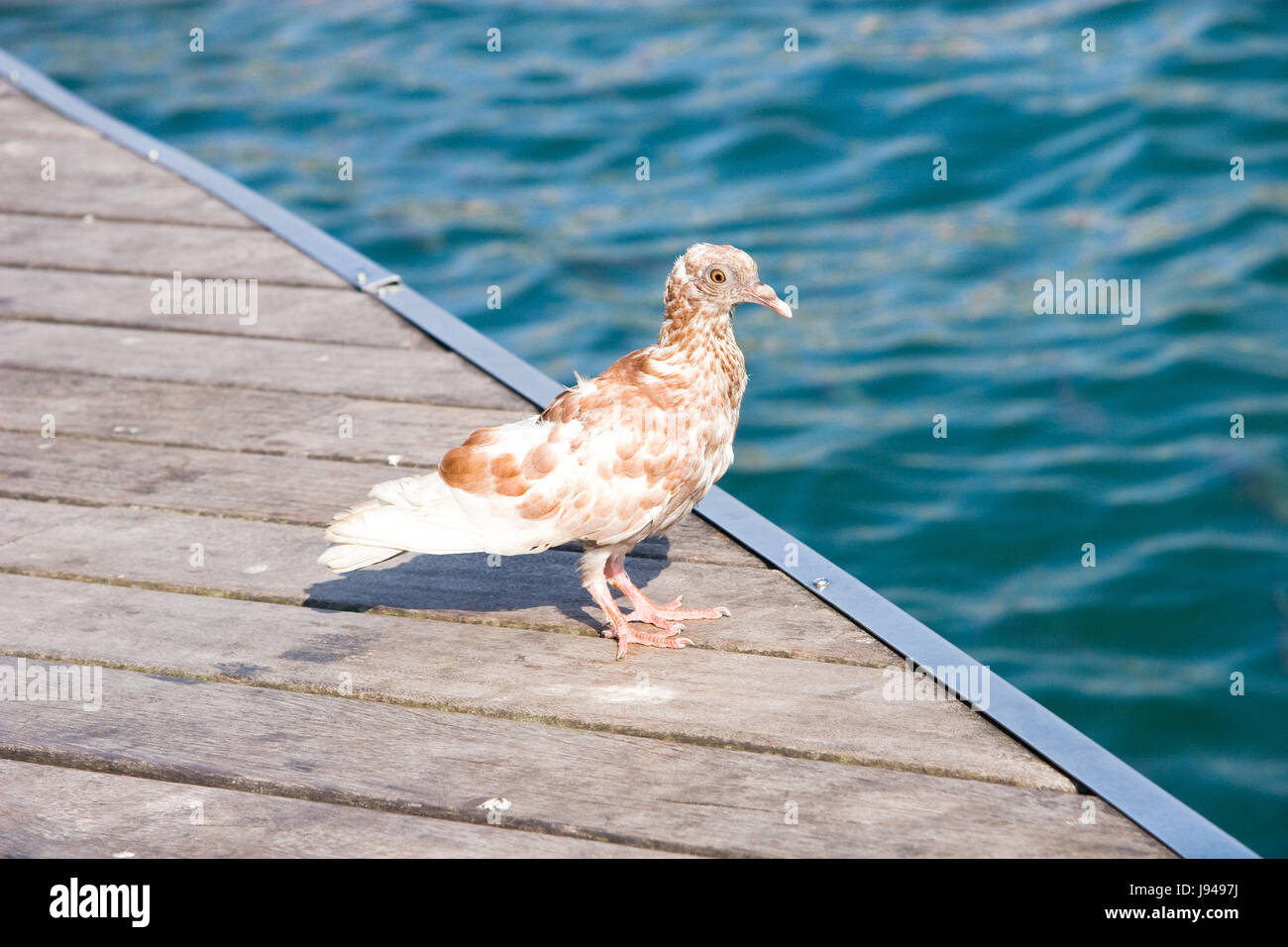 object, animal, bird, summer, summerly, photo, camera, wildlife, pier ...