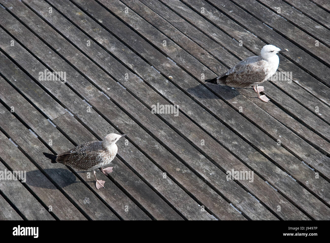 object, animal, bird, summer, summerly, spain, photo, camera, wildlife ...