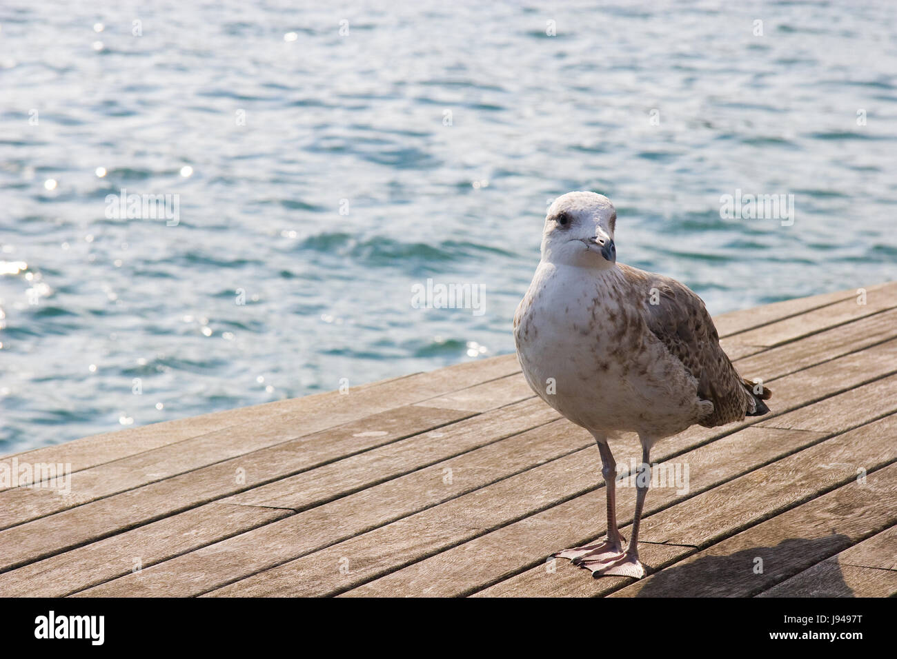 object, animal, bird, summer, summerly, spain, photo, camera, wildlife ...