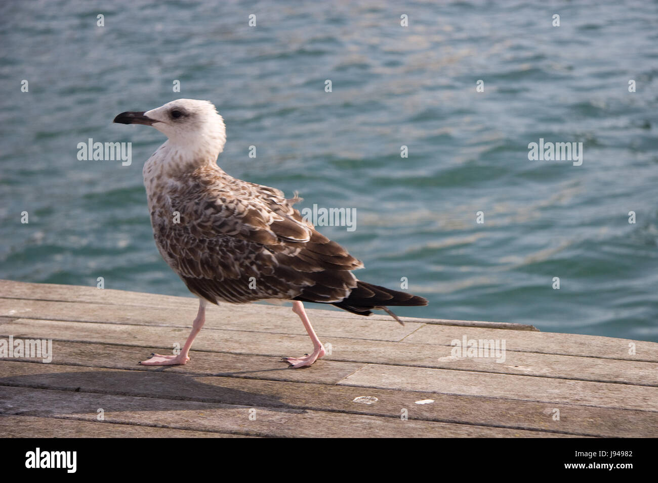object, animal, bird, summer, summerly, spain, photo, camera, wildlife ...