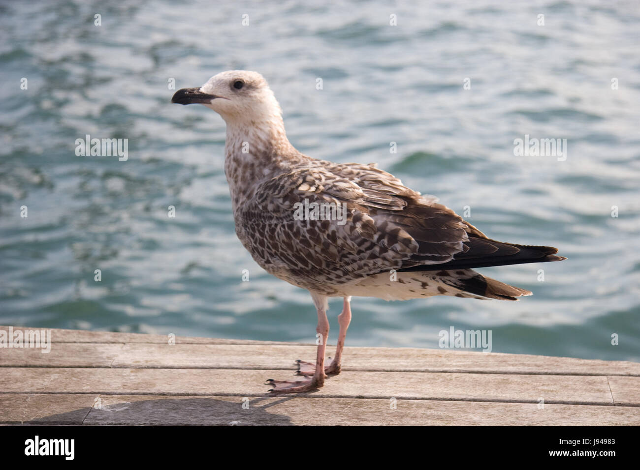 object, animal, bird, summer, summerly, spain, photo, camera, wildlife ...