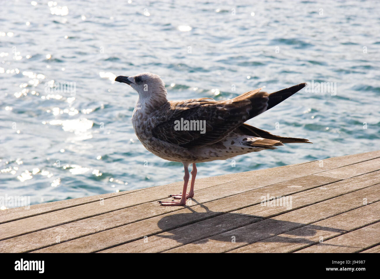 object, animal, bird, summer, summerly, spain, photo, camera, wildlife ...