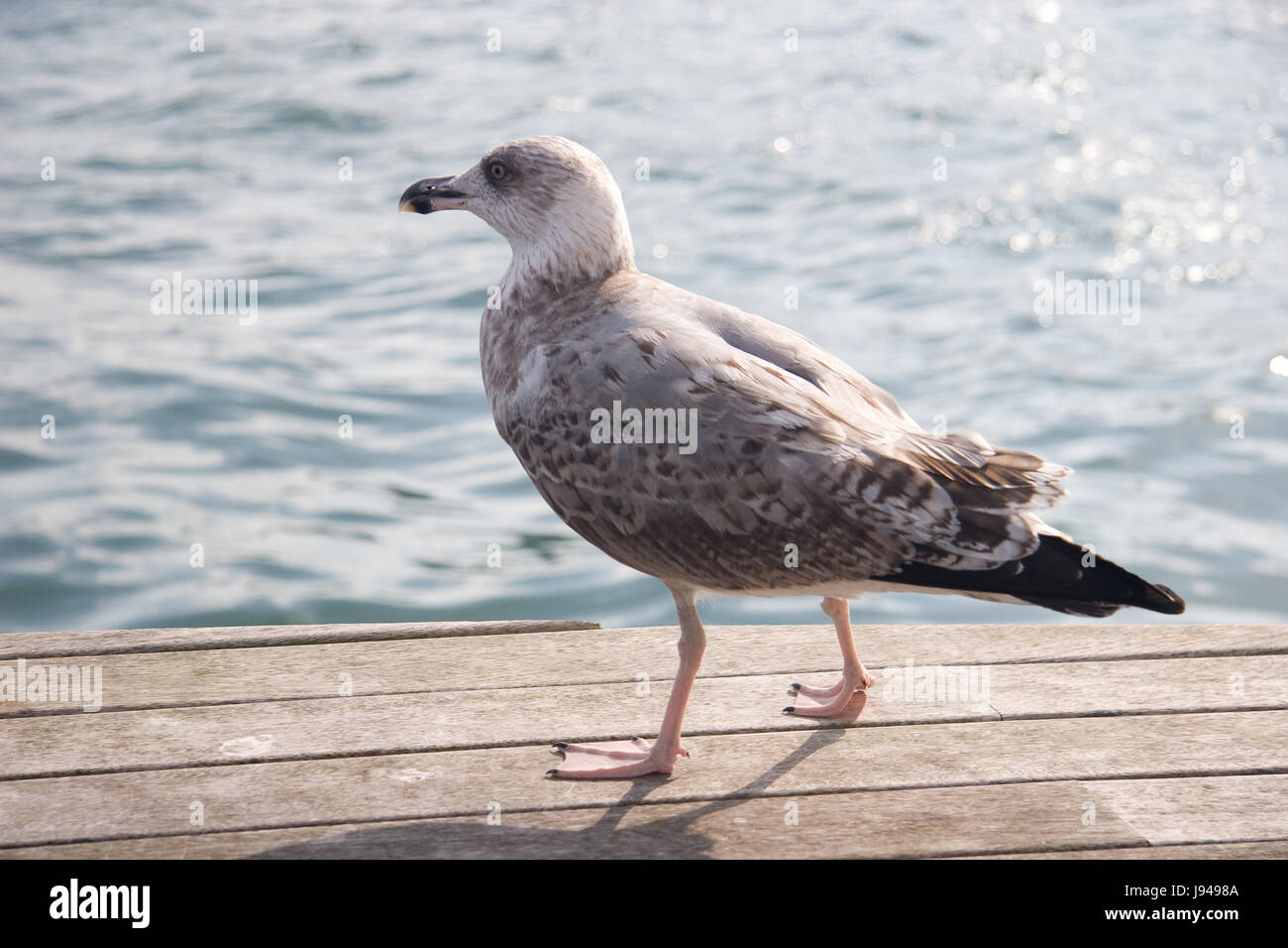 object, animal, bird, summer, summerly, spain, photo, camera, wildlife ...