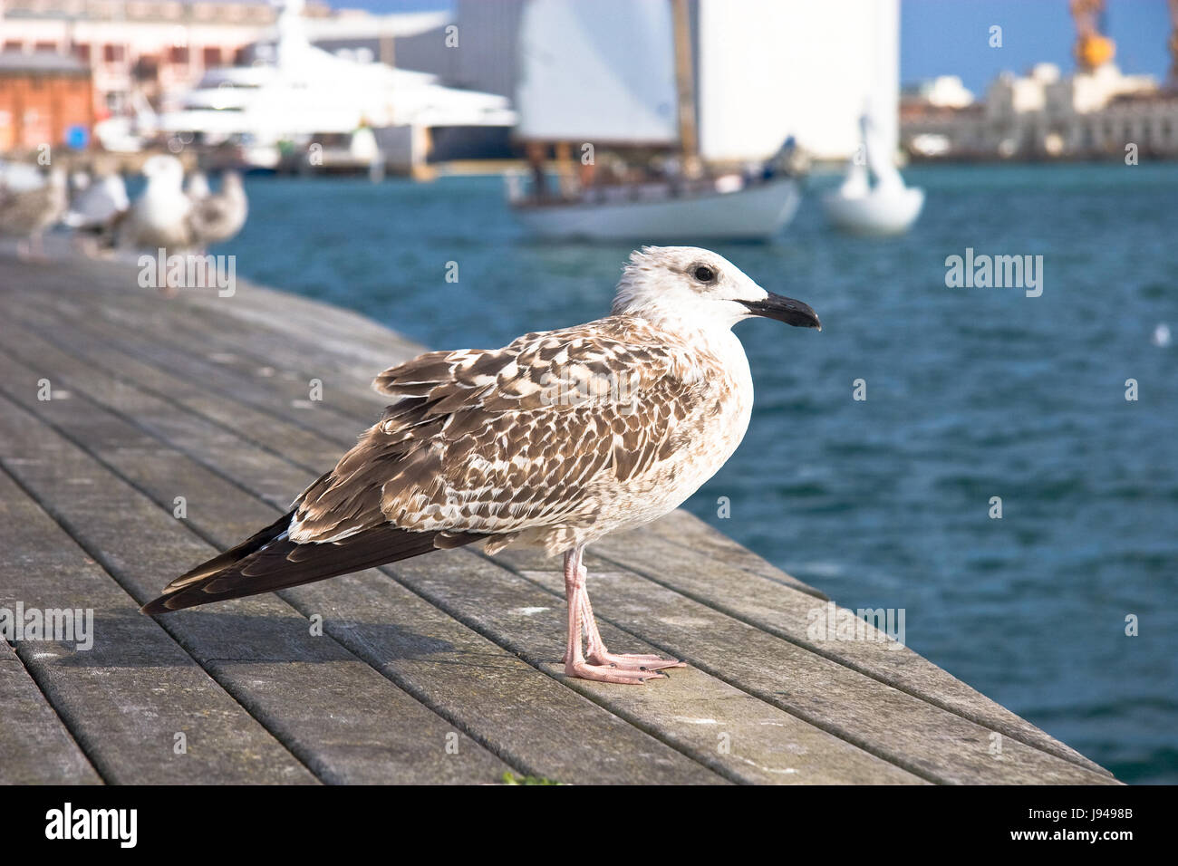 object, animal, bird, summer, summerly, spain, photo, camera, wildlife ...