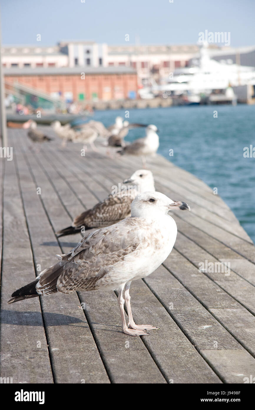 object, animal, bird, summer, summerly, spain, photo, camera, wildlife ...