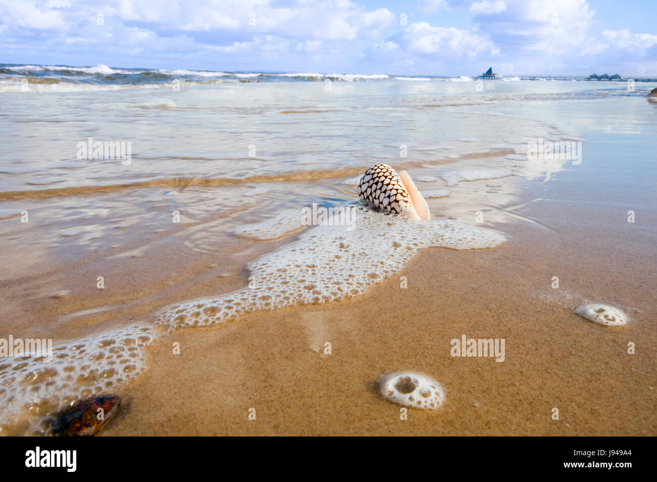 snail on the baltic beach Stock Photo - Alamy