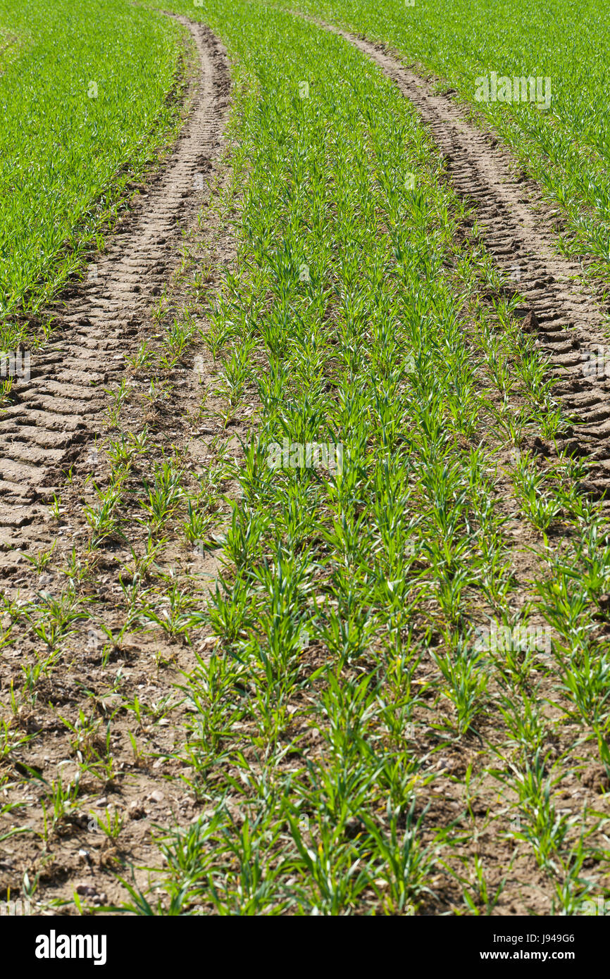 agriculture, farming, field, tractor, path, way, scenery, countryside ...
