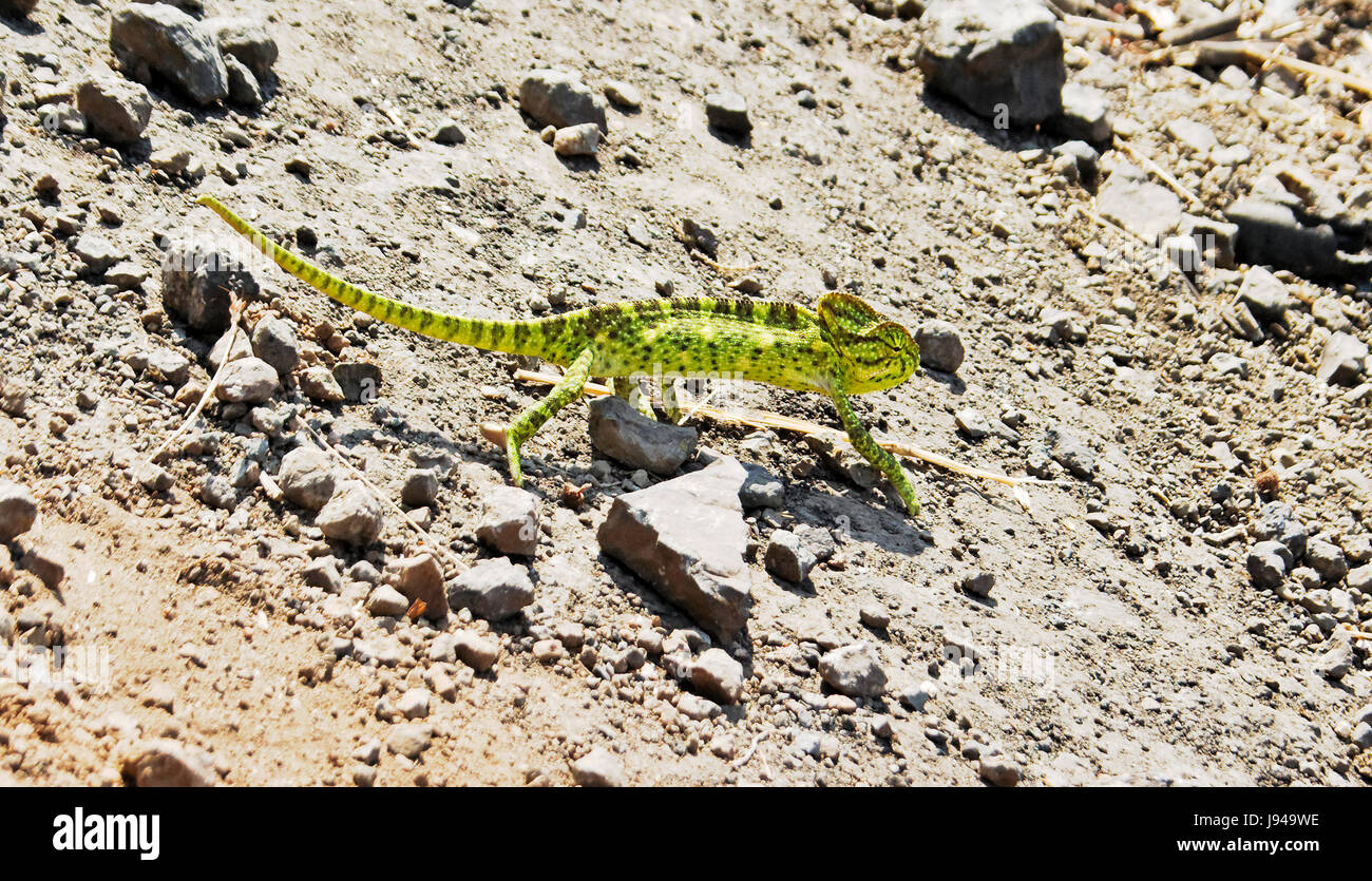 walk, go, going, walking, animal, scrabble, crawling, reptile ...