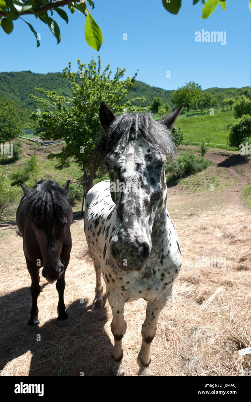 horse, horses, spring, bouncing, bounces, hop, skipping, frisks ...