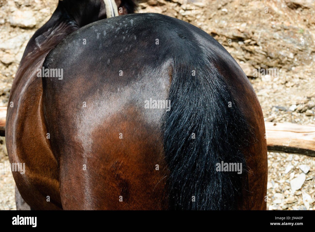 horse, animal, brown, brownish, brunette, strong, muscles, bright ...