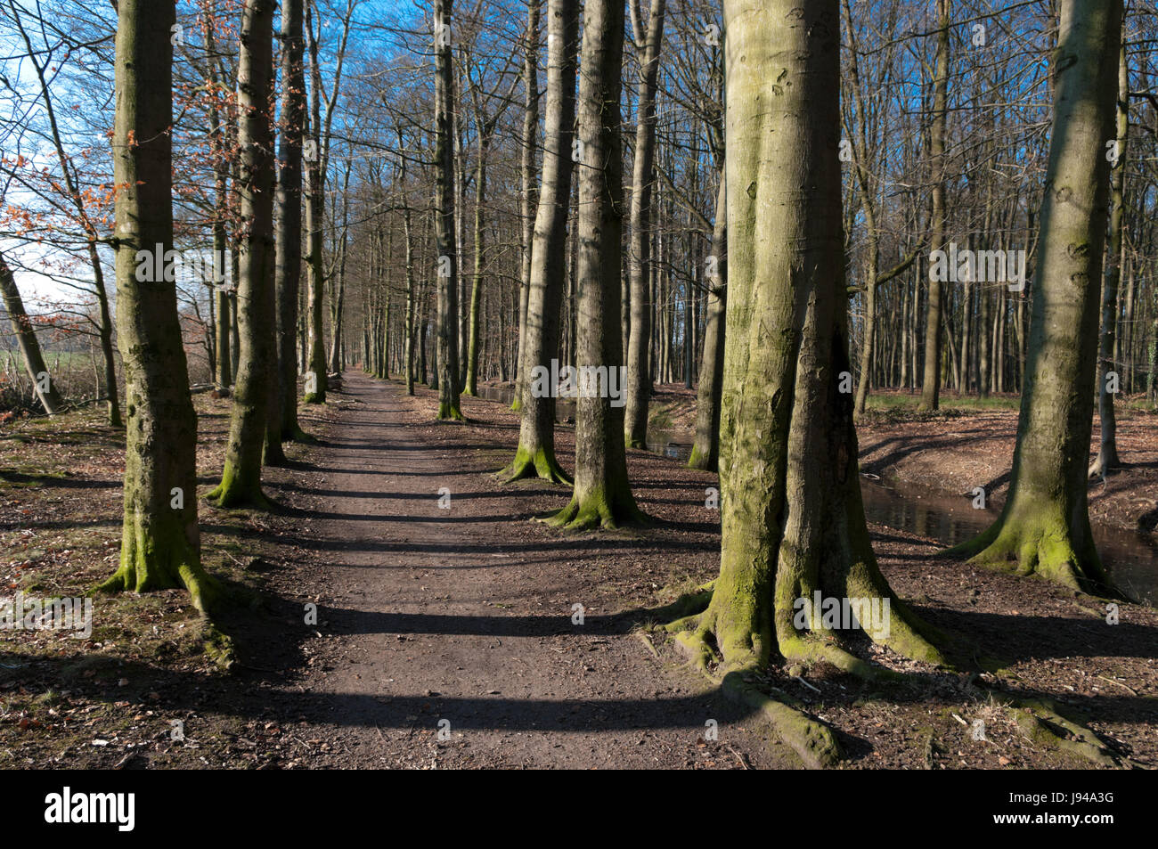 tree, trees, park, winter, beech, track, footmark, footprint, forest ...