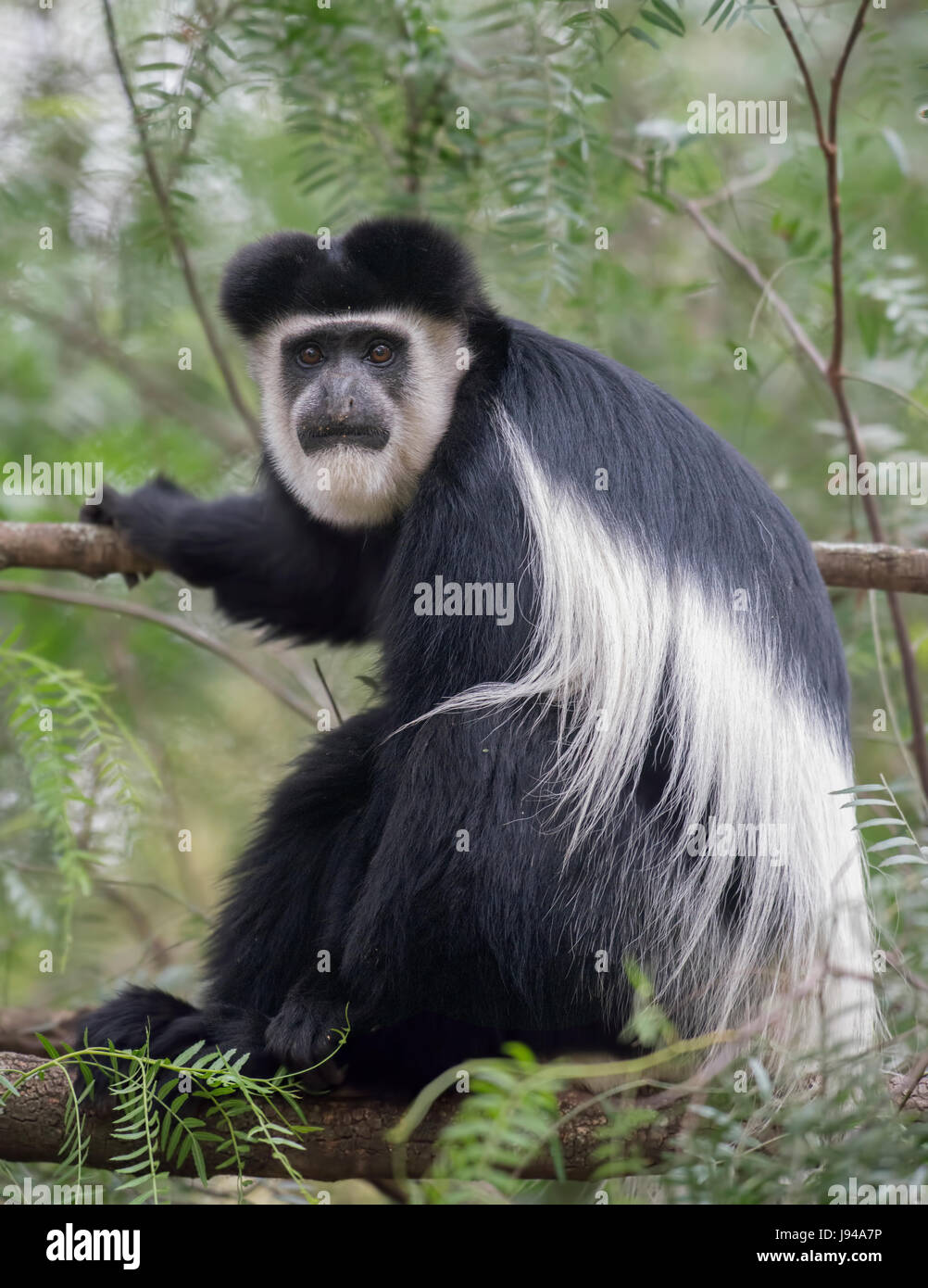 Black and white colobus monkey female young hi-res stock photography ...