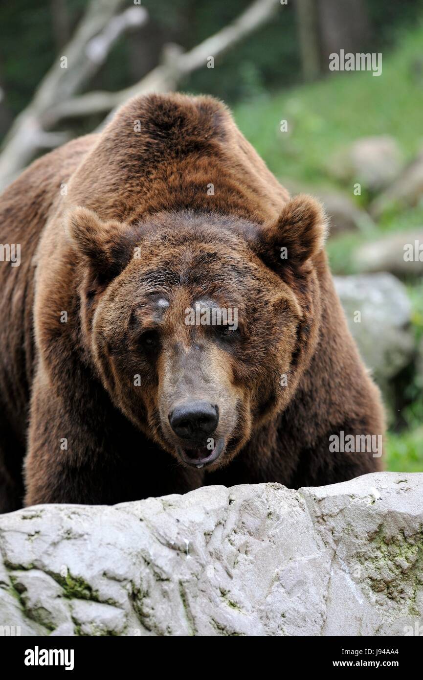 fur, freedom, liberty, wild animal, strength, force, bear, fur, freedom ...
