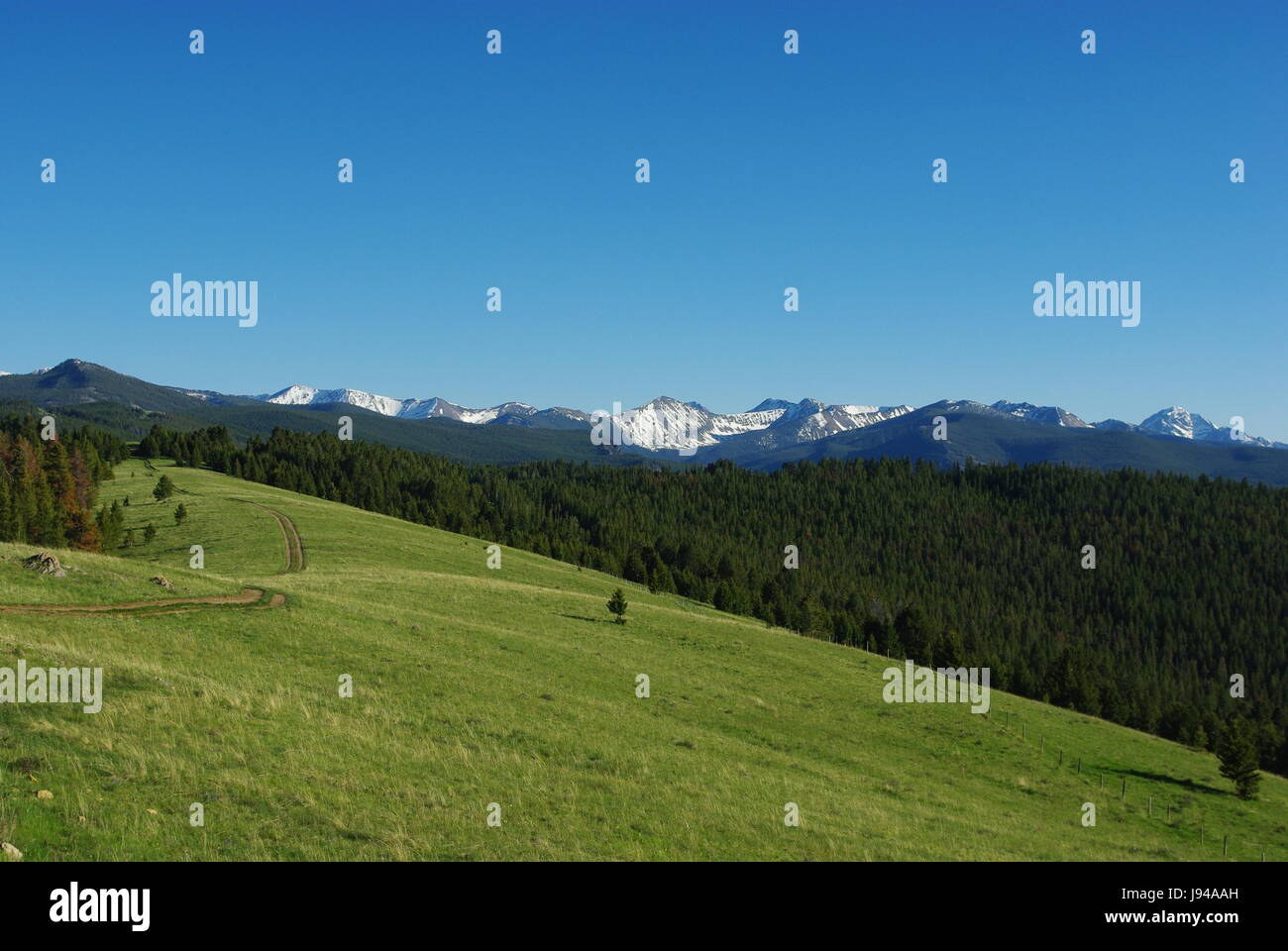 quiet mountain trail with wide forests and high rockies,montana Stock ...