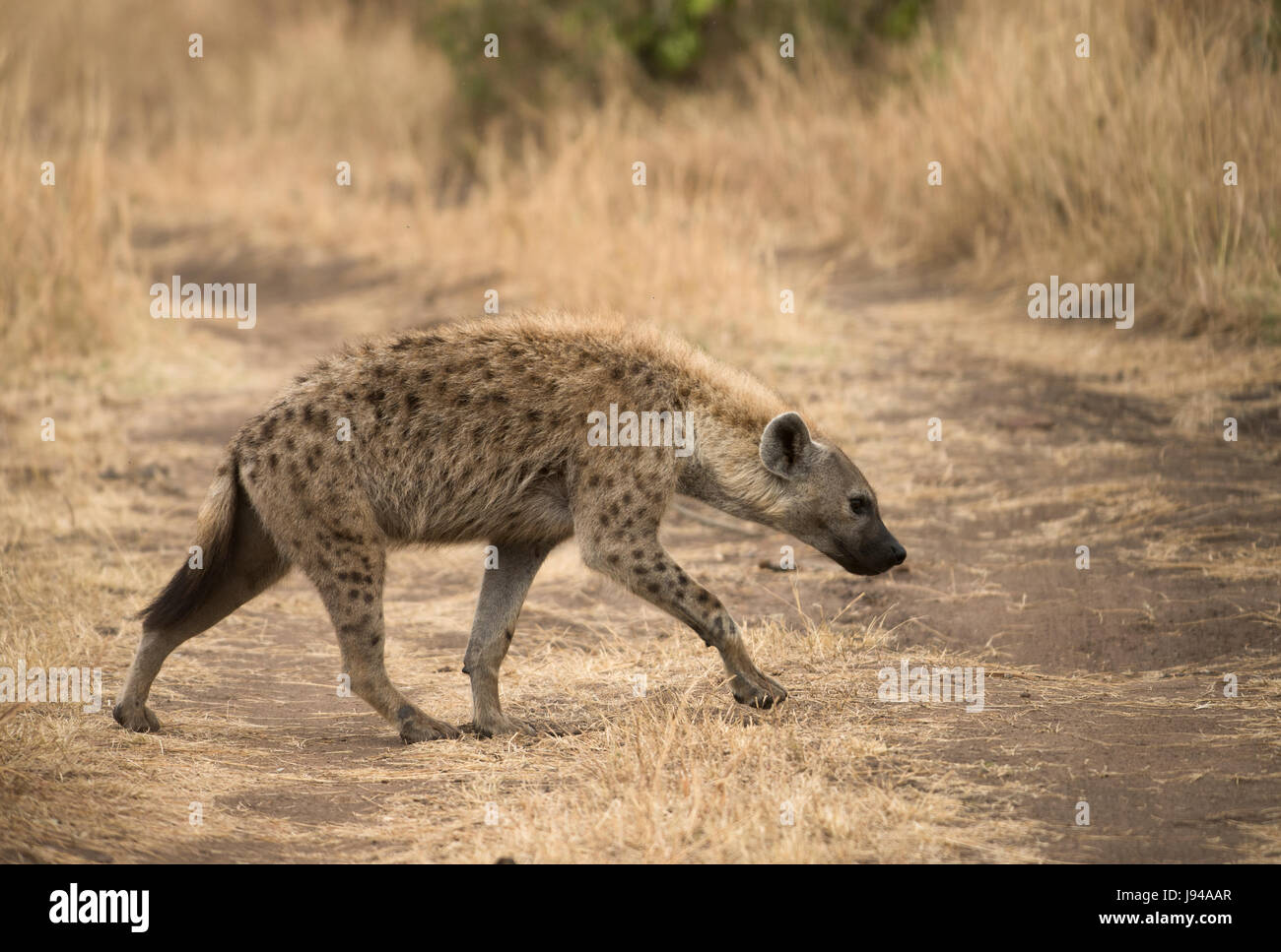 Vibrant hyena hi-res stock photography and images - Alamy