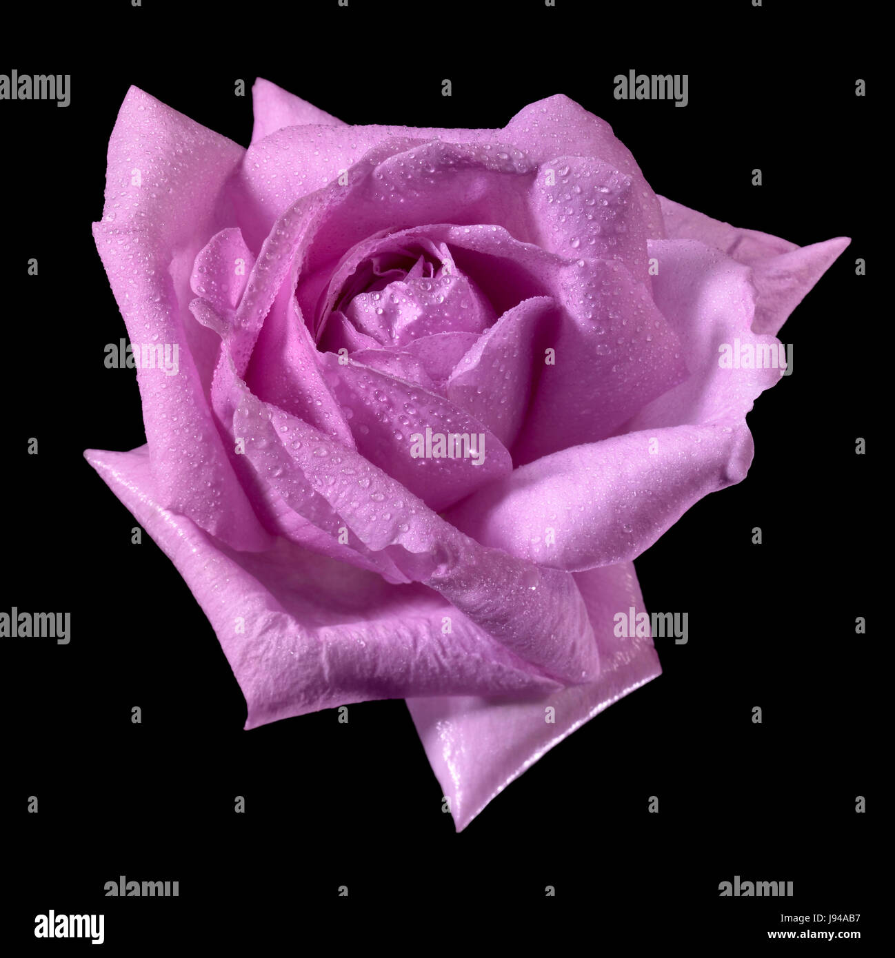 pink wet rose flower Stock Photo - Alamy