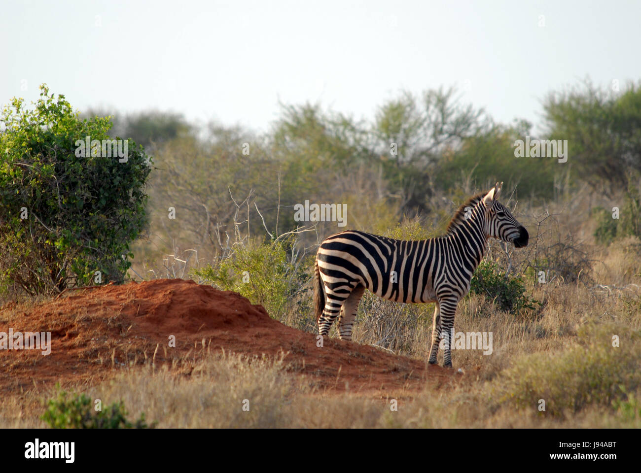 zebra in kenya Stock Photo - Alamy