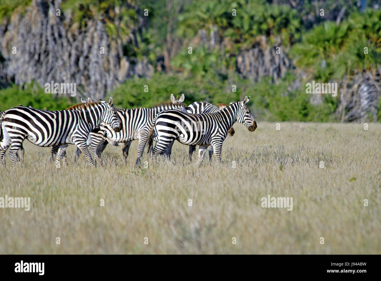 africa, kenya, savannah, zebra, safari, herd, wild animal, stripes ...