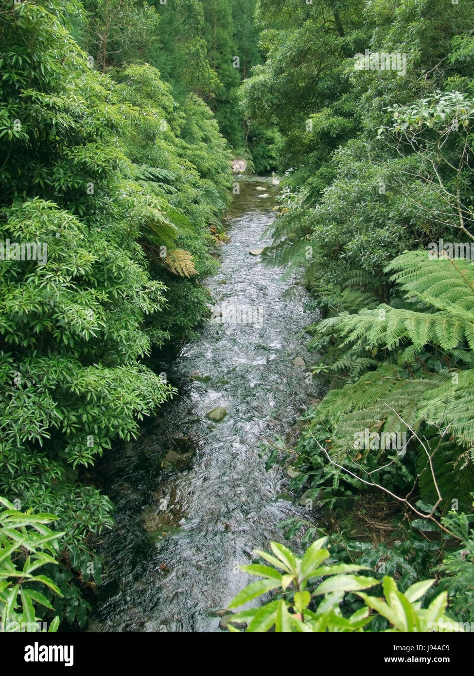 stream, bush, fern, current of the river, forest, leaf, tree, flow ...