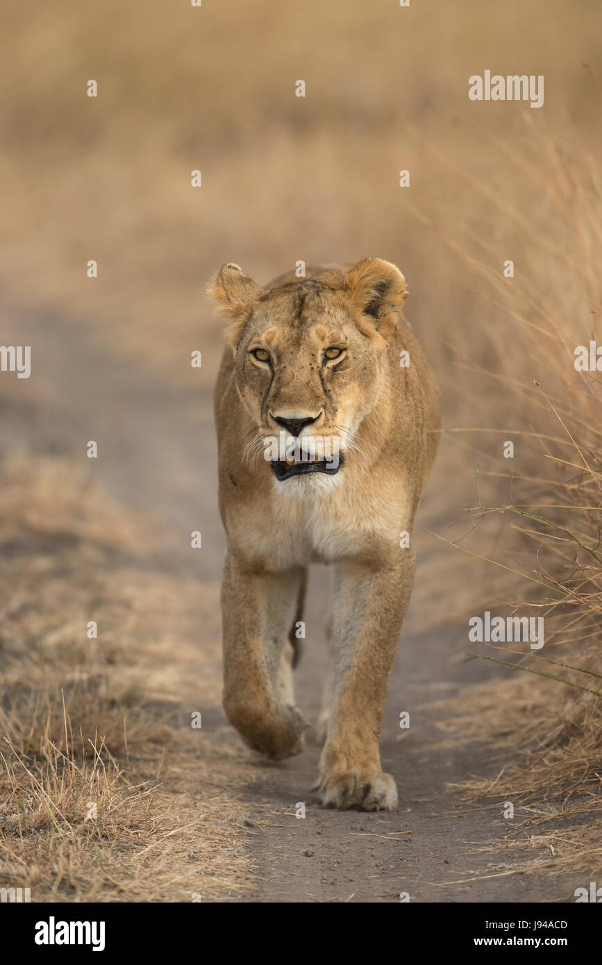 Lioness in grassland hi-res stock photography and images - Alamy