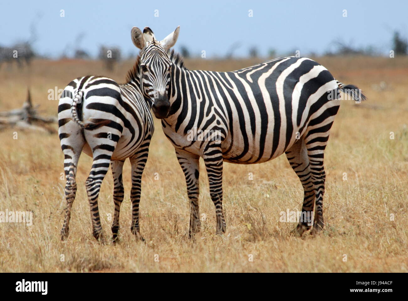 africa, kenya, savannah, zebra, safari, hoofs, wild animal, stripes ...