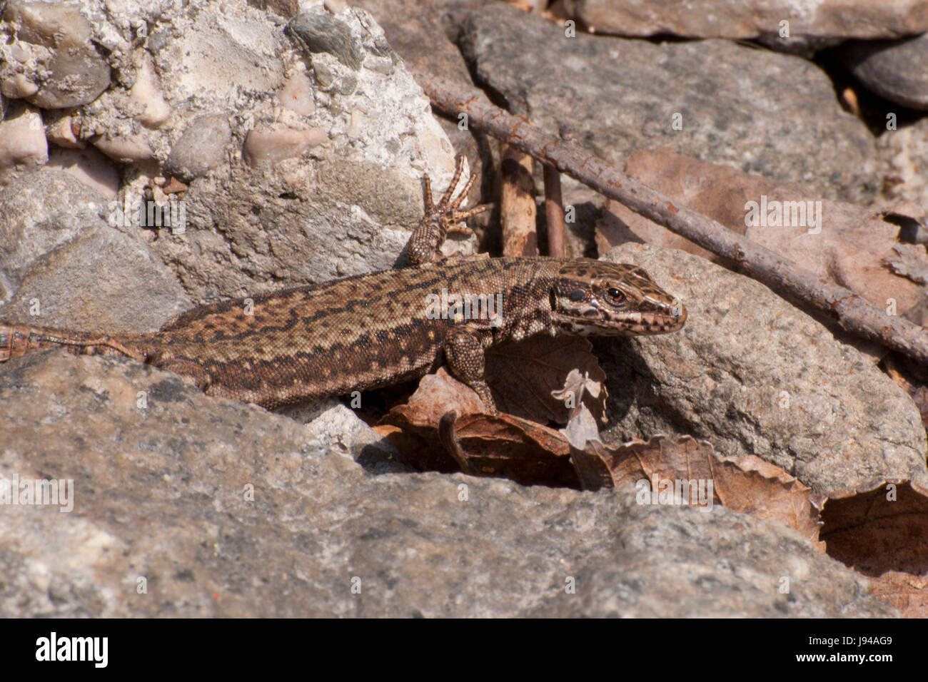 lizard, suns, hovel, to gorge, engulf, devour, camouflage, warm-up ...