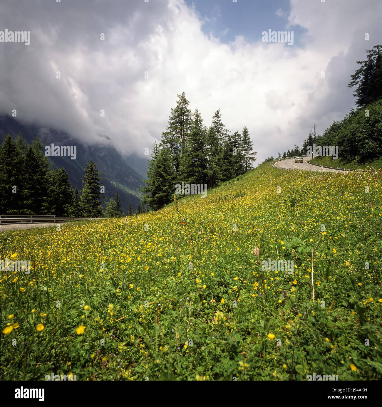 Alpine flora austria hi-res stock photography and images - Alamy
