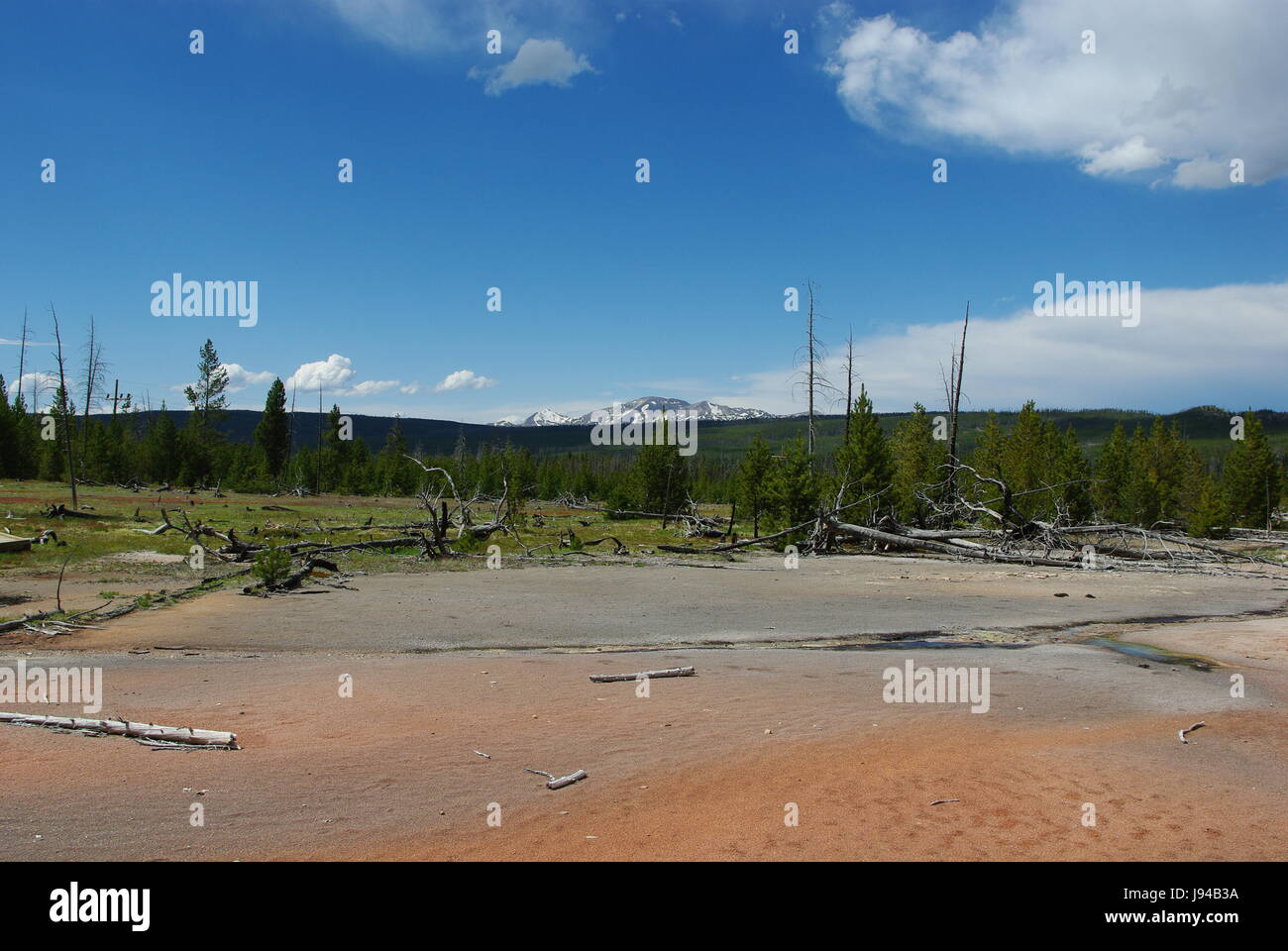 tree, conifer, dry, dried up, barren, conifer forest, sands, sand, red ...