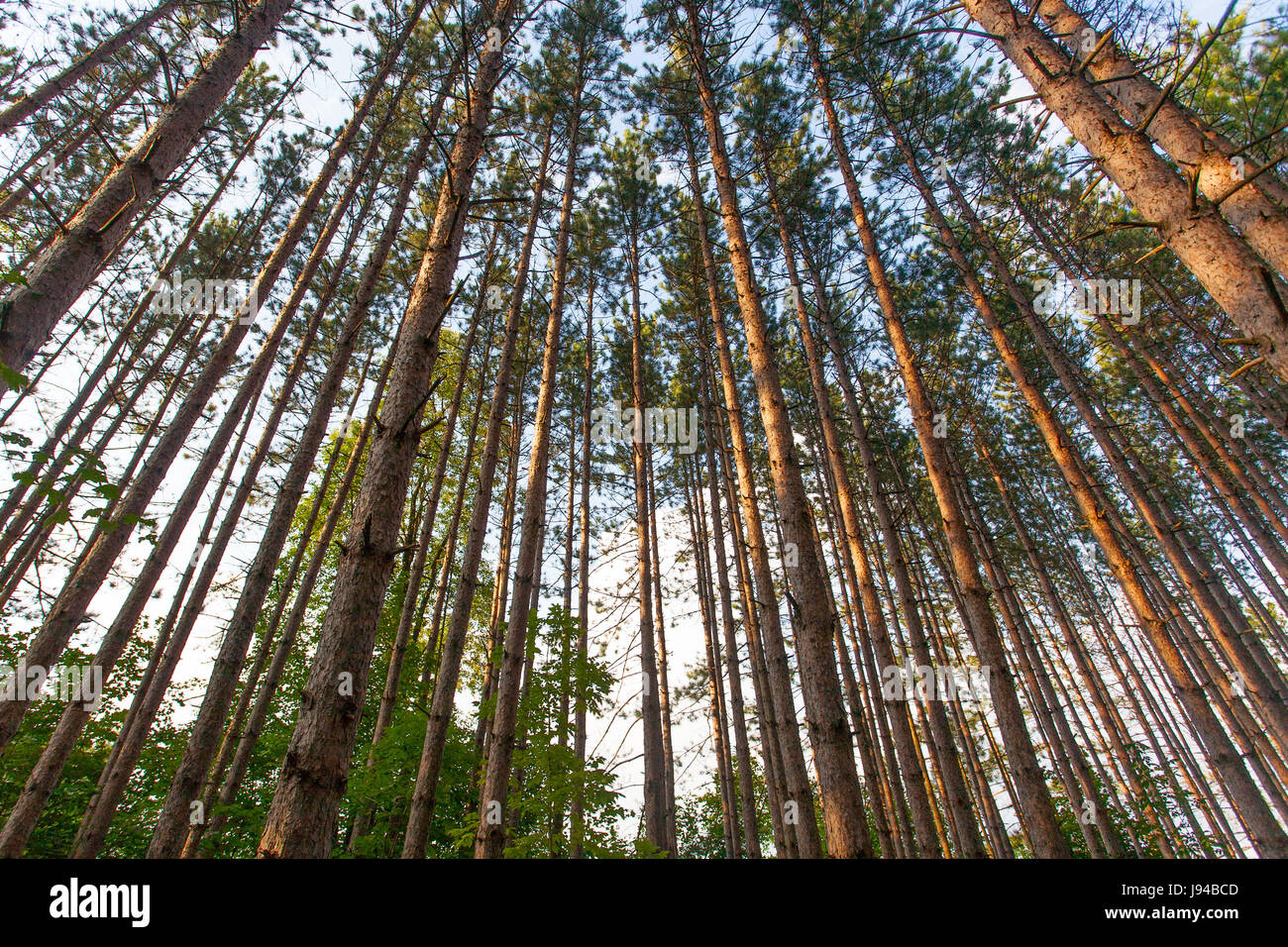 skyward, tree, trees, park, summer, summerly, looking up, thick, wide ...